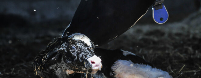 Help End the Killing of Cows in Just 10 Seconds | PETA Headlines