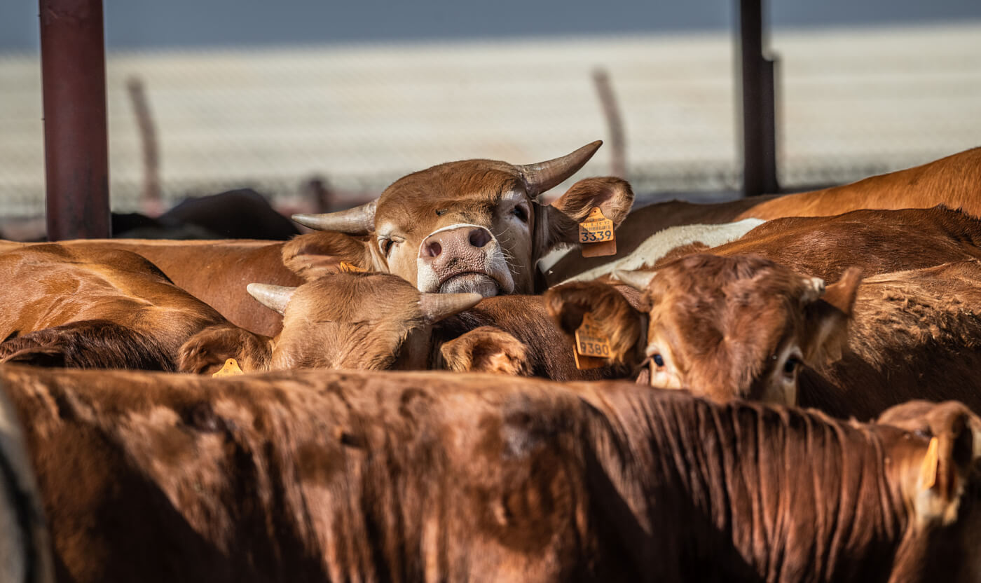 Help End the Killing of Cows in Just 10 Seconds | PETA Headlines