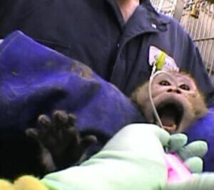 Monkey Imports Deliver Death to Endangered Monkeys | PETA