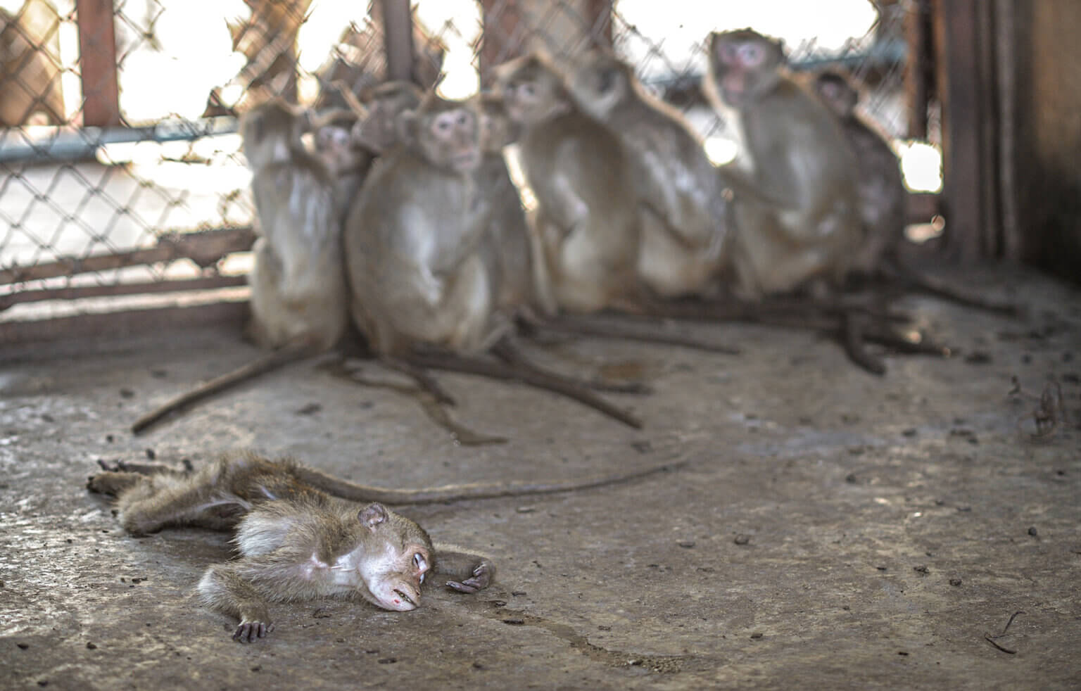 Monkey Imports Deliver Death to Endangered Monkeys | PETA