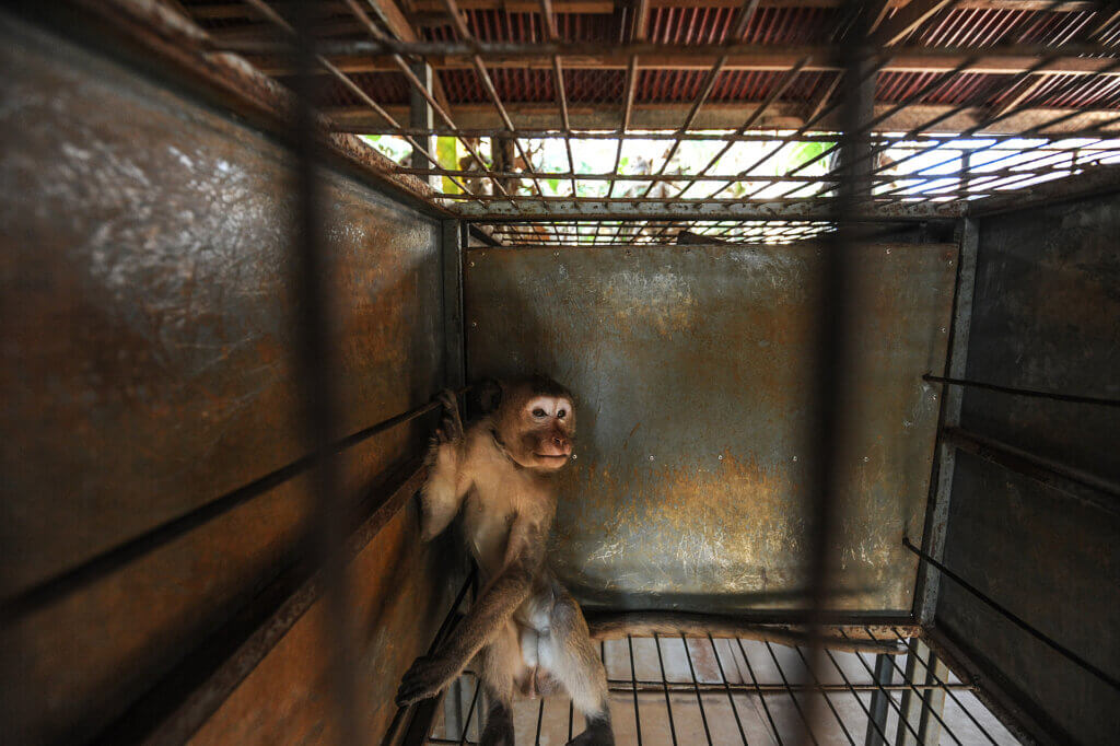 Monkey Imports Deliver Death to Endangered Monkeys | PETA