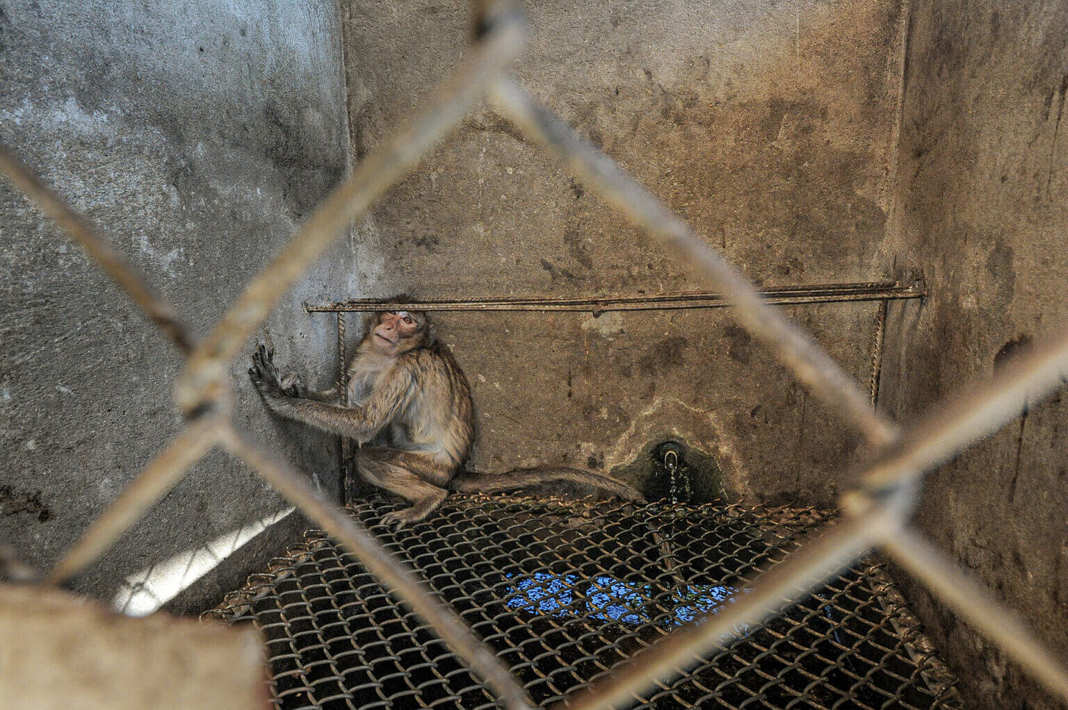 Monkey Imports Deliver Death to Endangered Monkeys | PETA