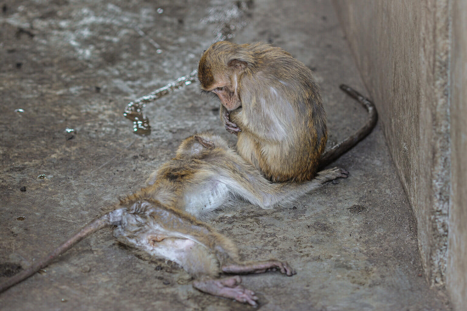 Monkey Imports Deliver Death to Endangered Monkeys | PETA