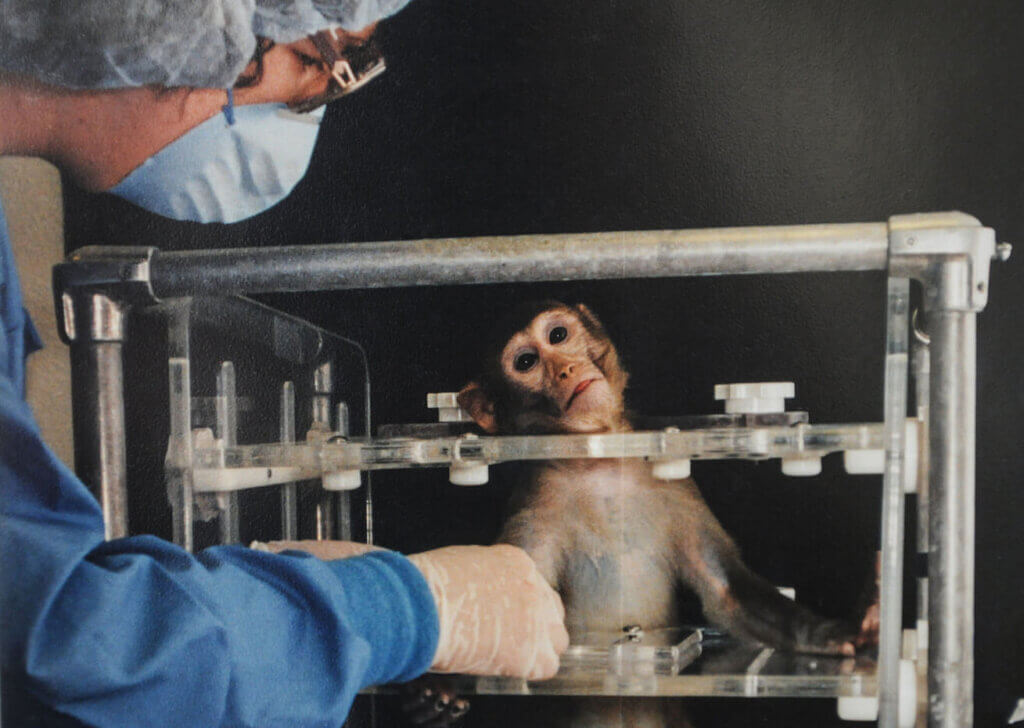 Monkey Imports Deliver Death to Endangered Monkeys | PETA