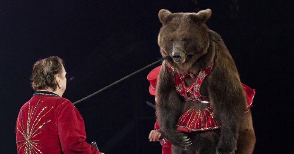 Help Bears: The Best Ways You Can ‘Paws’ and Be Kind | PETA