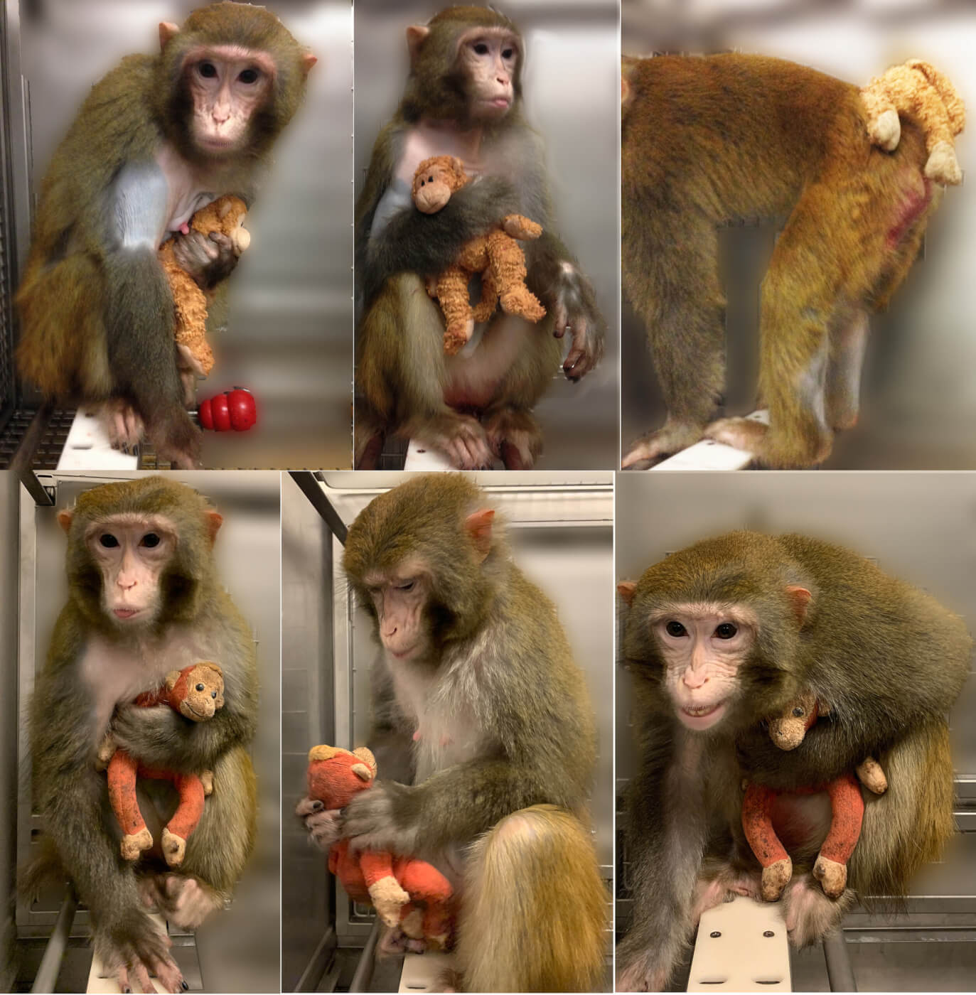 Baby Monkeys’ Eyes Sewn Shut by Harvard Experimenter | PETA