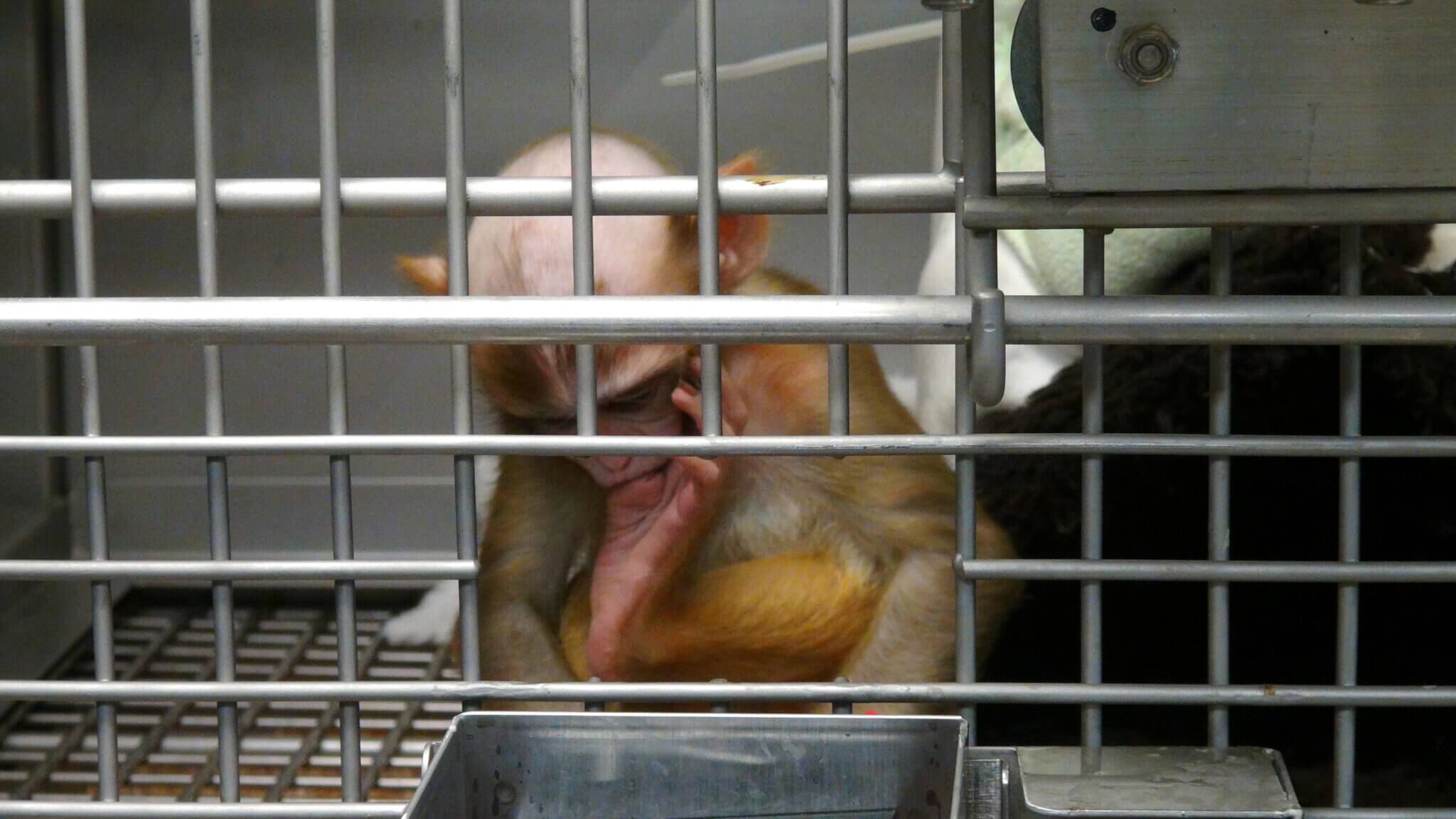 Baby Monkeys’ Eyes Sewn Shut by Harvard Experimenter | PETA