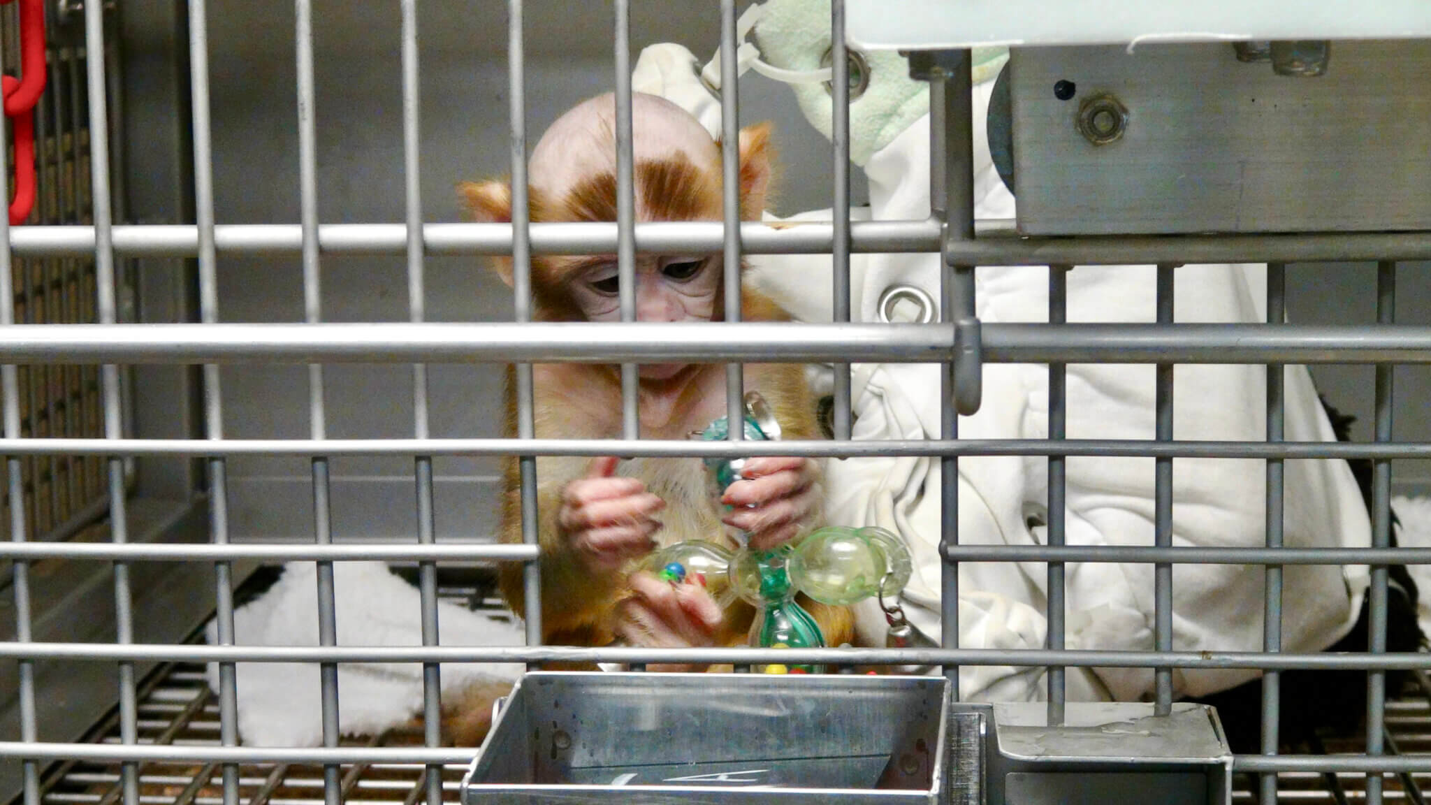 Baby Monkeys’ Eyes Sewn Shut by Harvard Experimenter | PETA