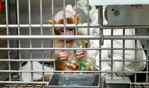 Baby Monkeys’ Eyes Sewn Shut by Harvard Experimenter | PETA