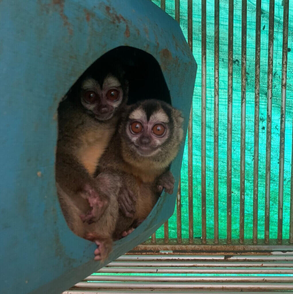 Colombian Monkeys Seized From NIH-Funded Laboratory | PETA