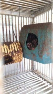 Colombian Monkeys Seized From NIH-Funded Laboratory | PETA