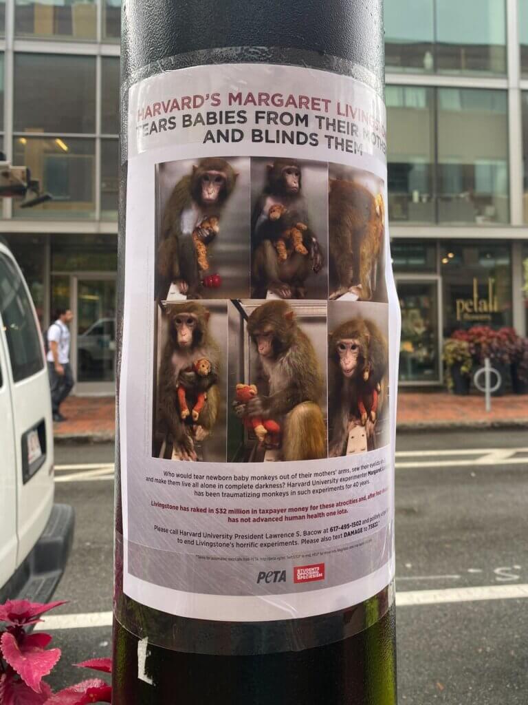 Campaign Updates: Harvard Baby Monkey Experiments | PETA