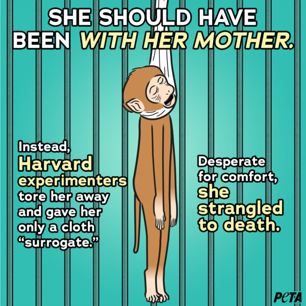Campaign Updates: Harvard Baby Monkey Experiments | PETA