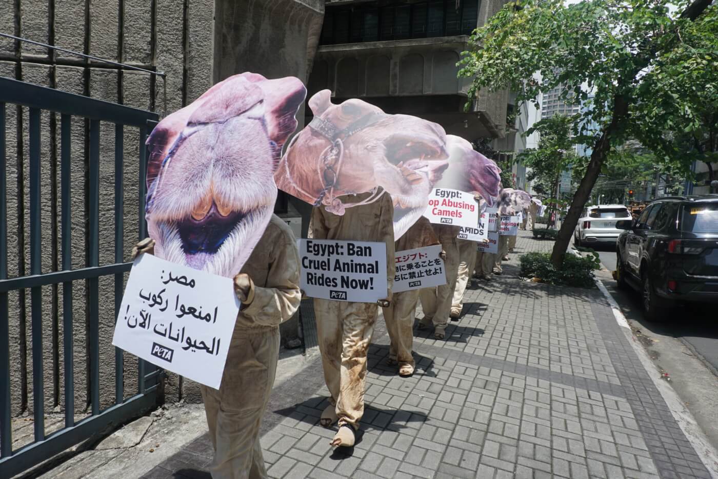 Help Egypt Through PETA’s Global Compassion Fund