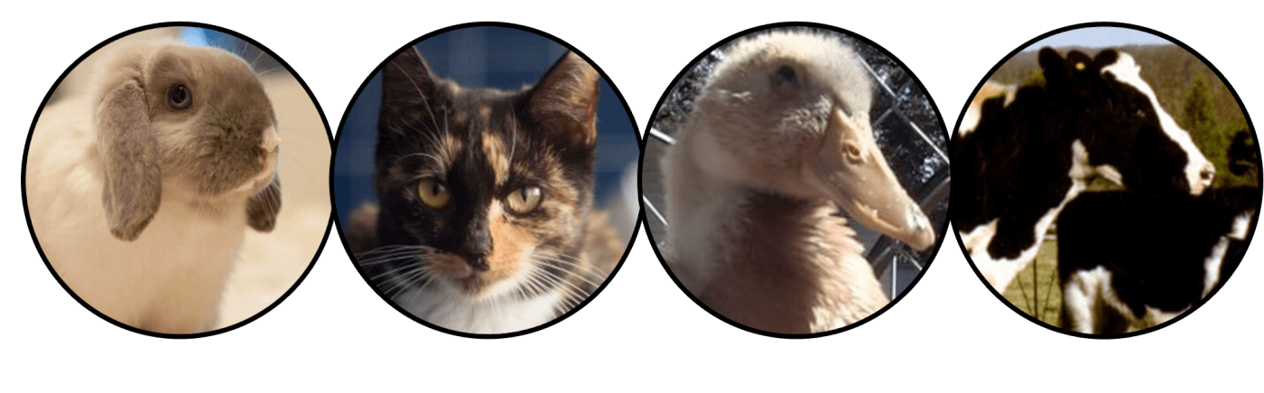 TeachKind’s Animal Rescue Stories - PETA Headlines