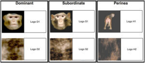 NIMH: Mind Your Manners and End Animal Experiments | PETA