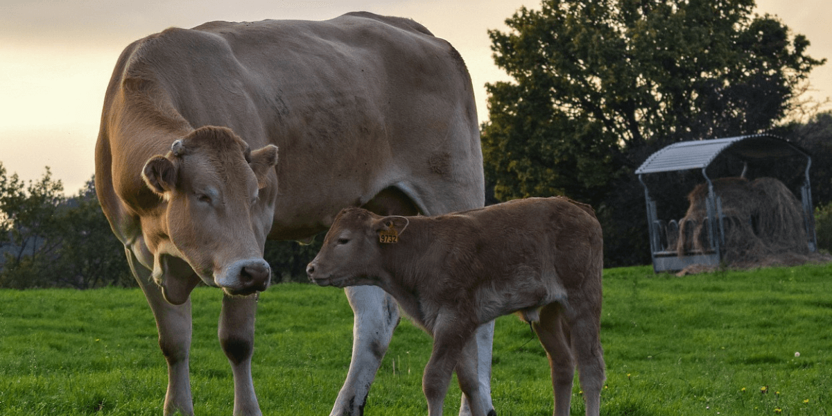 (VIDEO) Seeing Eye to Eye: Every Animal Is Someone | PETA