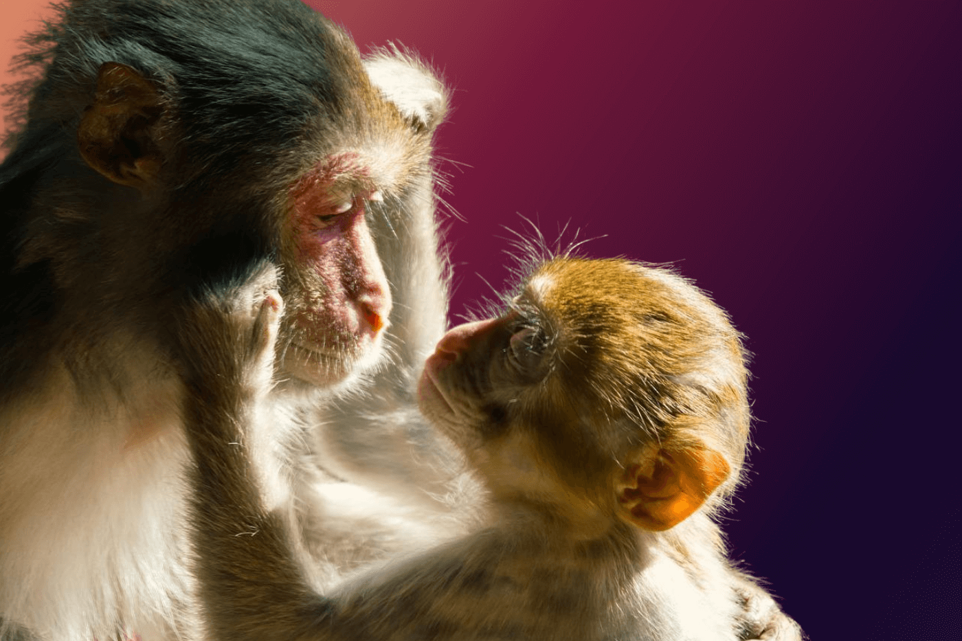 (VIDEO) Seeing Eye to Eye: Every Animal Is Someone | PETA