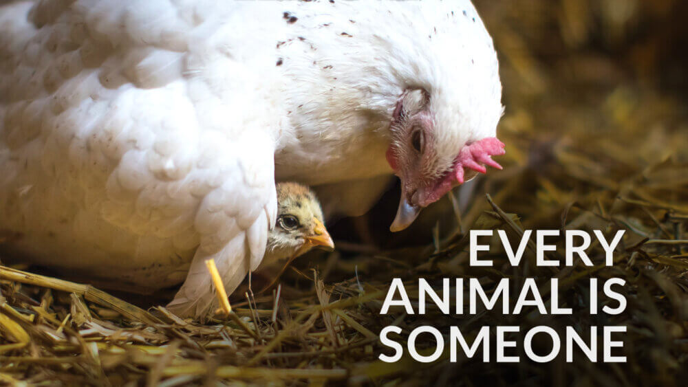 (VIDEO) Seeing Eye to Eye: Every Animal Is Someone | PETA