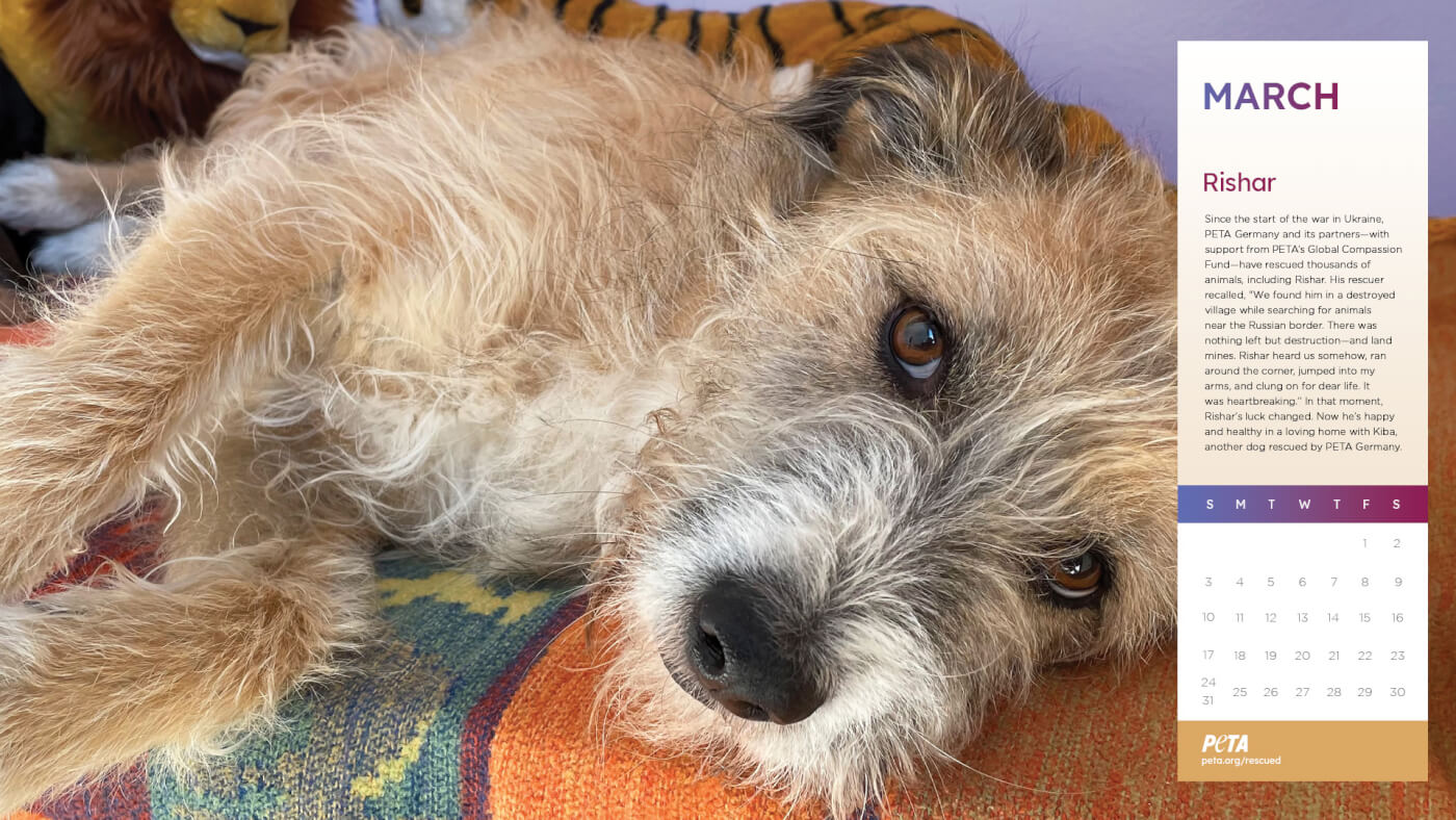 PETA's Investigations and Rescue Fund - Rescued - PETA Headlines