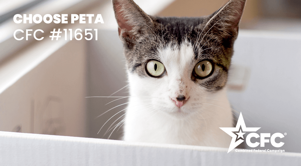 Defend Animals Through Workplace Giving - PETA Headlines