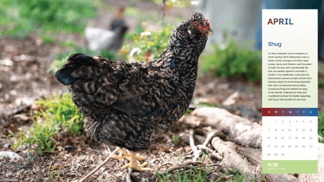 PETA's Investigations and Rescue Fund - Rescued - PETA Headlines