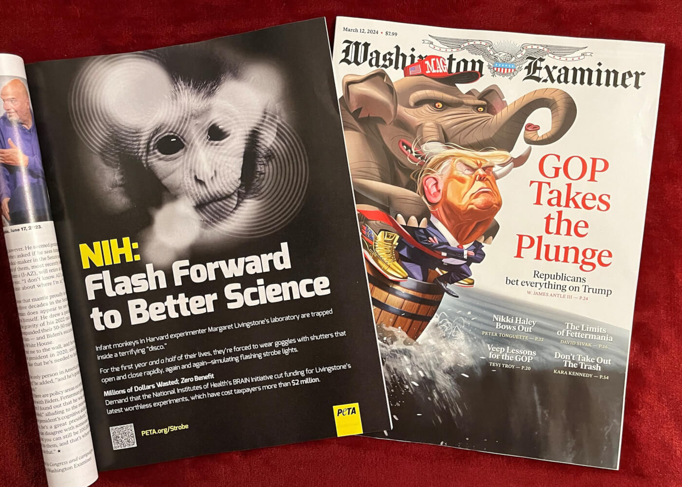 Campaign Updates: Harvard Baby Monkey Experiments | PETA