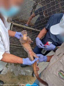 Colombia: Ban the Use of Monkeys in Biomedical Experiments | PETA