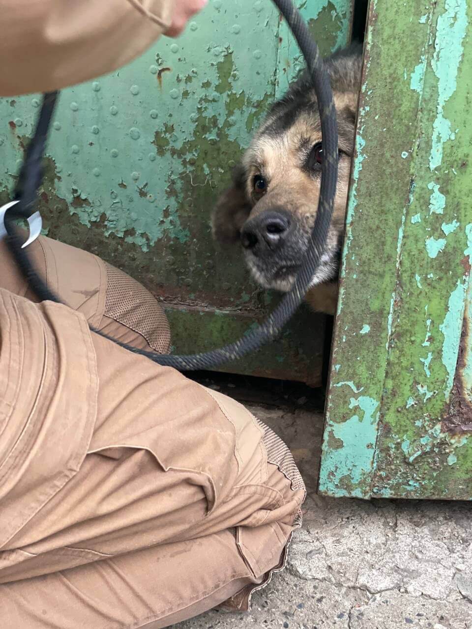 Emergency Animal Evacuation Underway in Ukraine | PETA