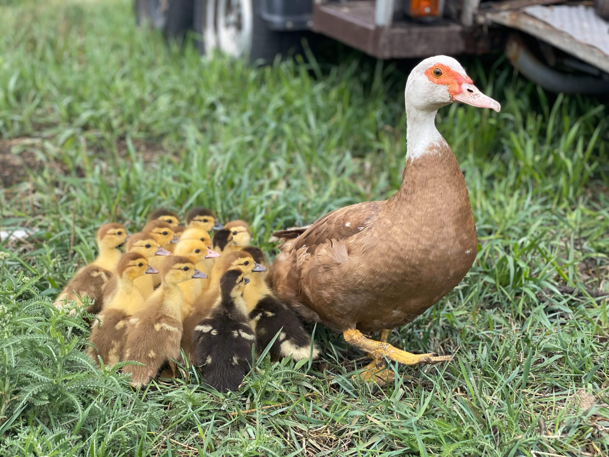 Rescuers Bring Hope to Animals in Ukraine | PETA Headlines