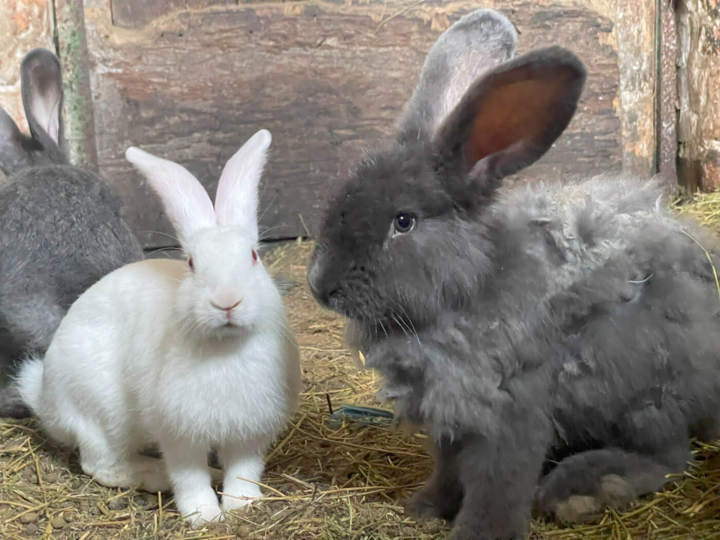 Rescuers Bring Hope to Animals in Ukraine | PETA Headlines