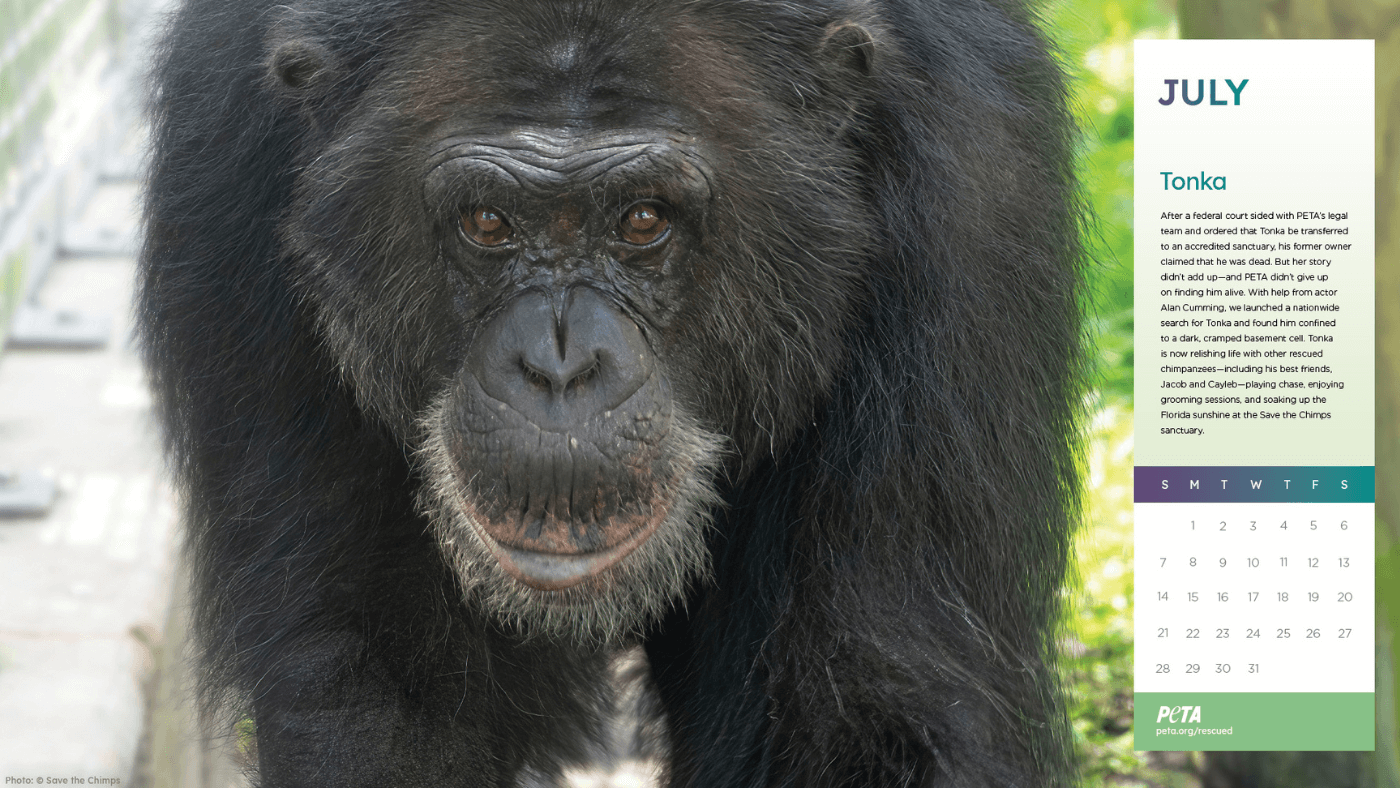 PETA's Investigations and Rescue Fund - Rescued - PETA Headlines