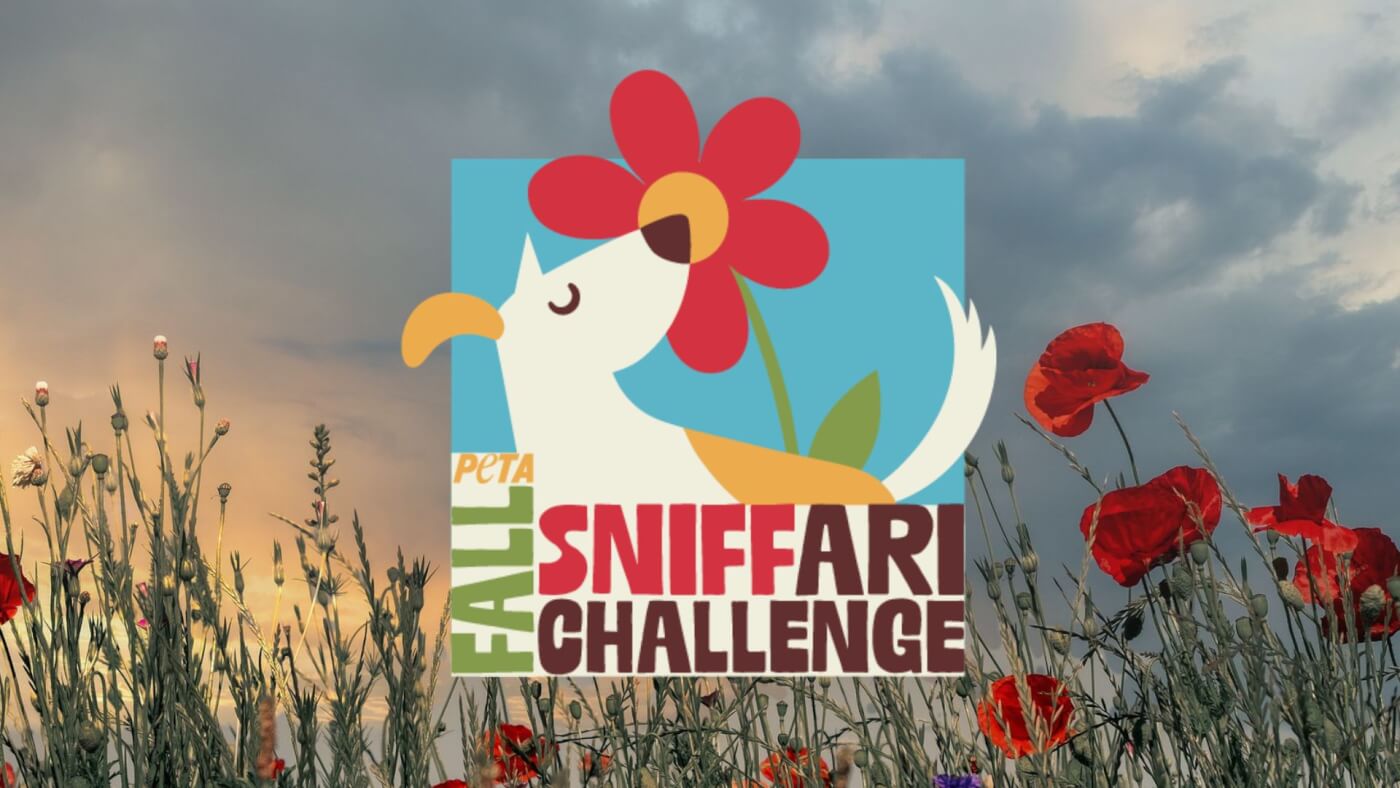 Join PETA’s 30-Day Fall Sniffari Challenge This September! - PETA Headlines