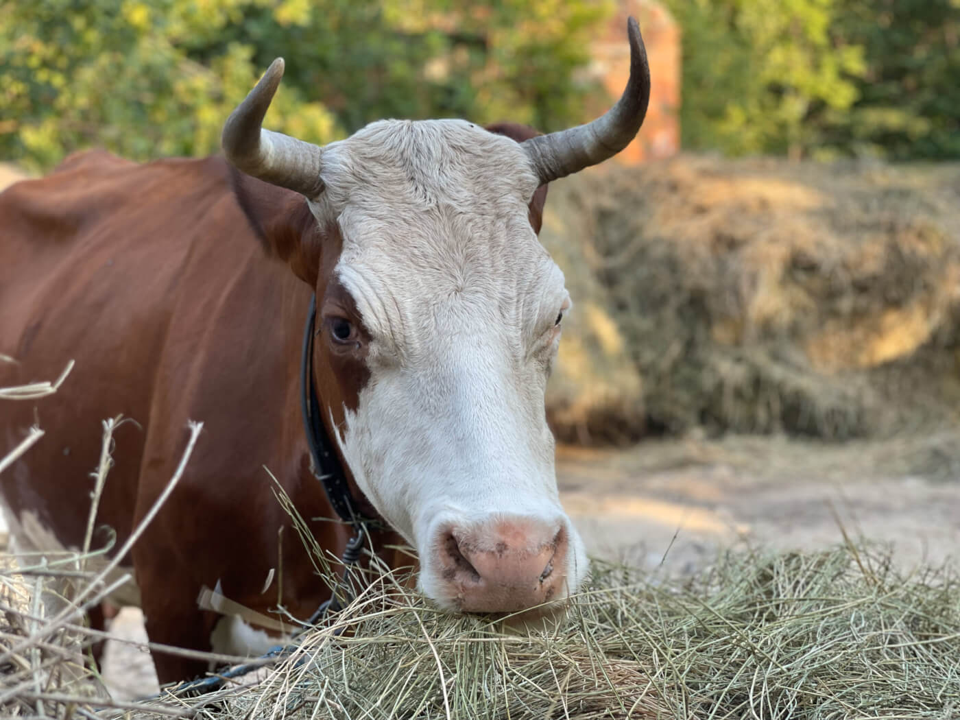 Team Saves 135 Animals in 72 Hours | PETA Headlines