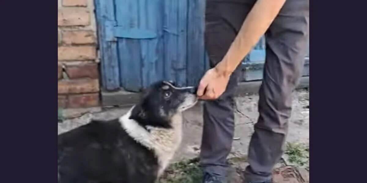 Must-See Video: This Dog Survived a Missile Strike in Ukraine - PETA ...