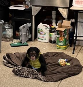 Quick and Easy Ways to Help Chimpanzees | PETA