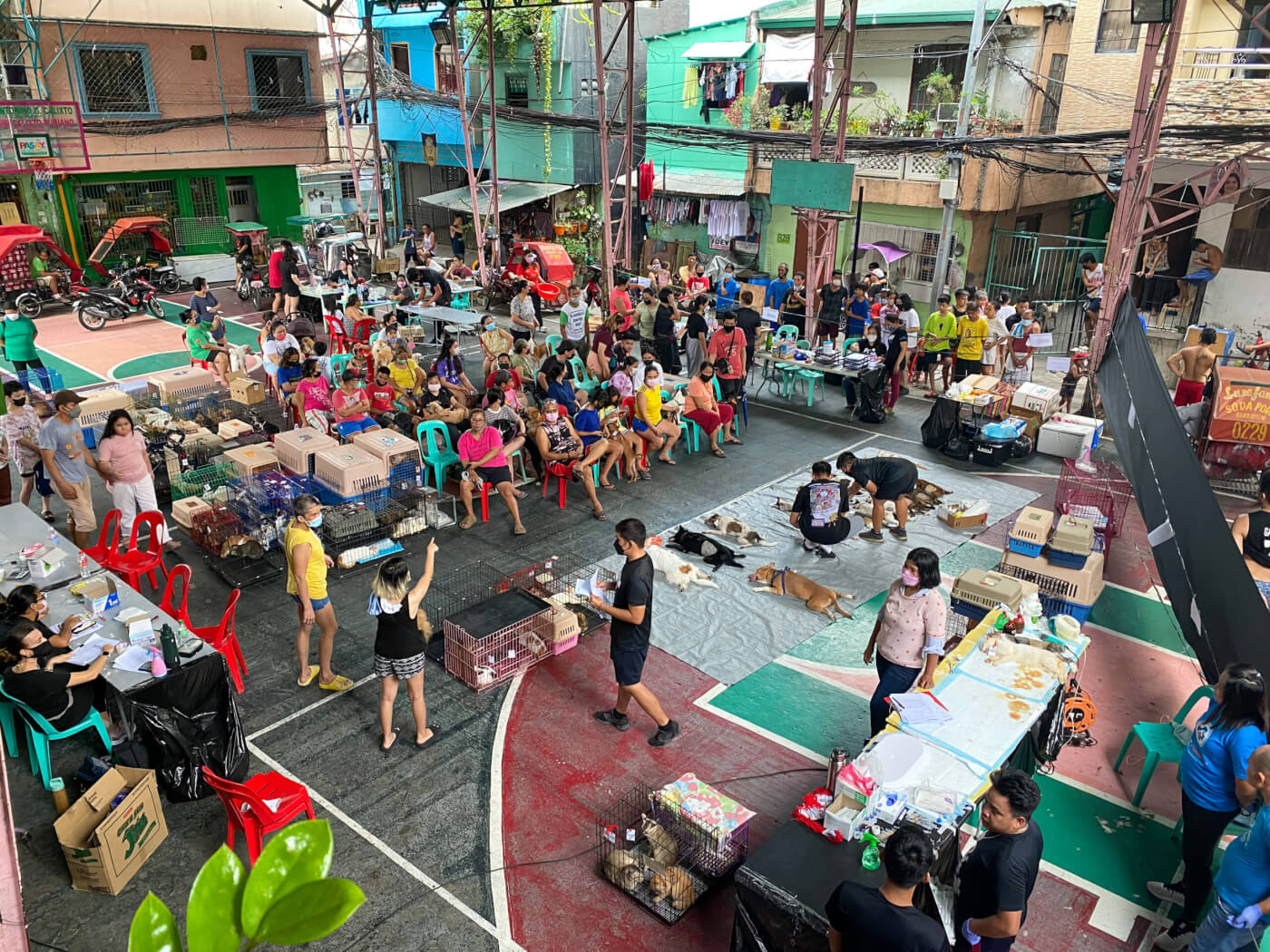 Help Philippines Through PETA’s Global Compassion Fund