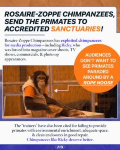 Quick and Easy Ways to Help Chimpanzees | PETA