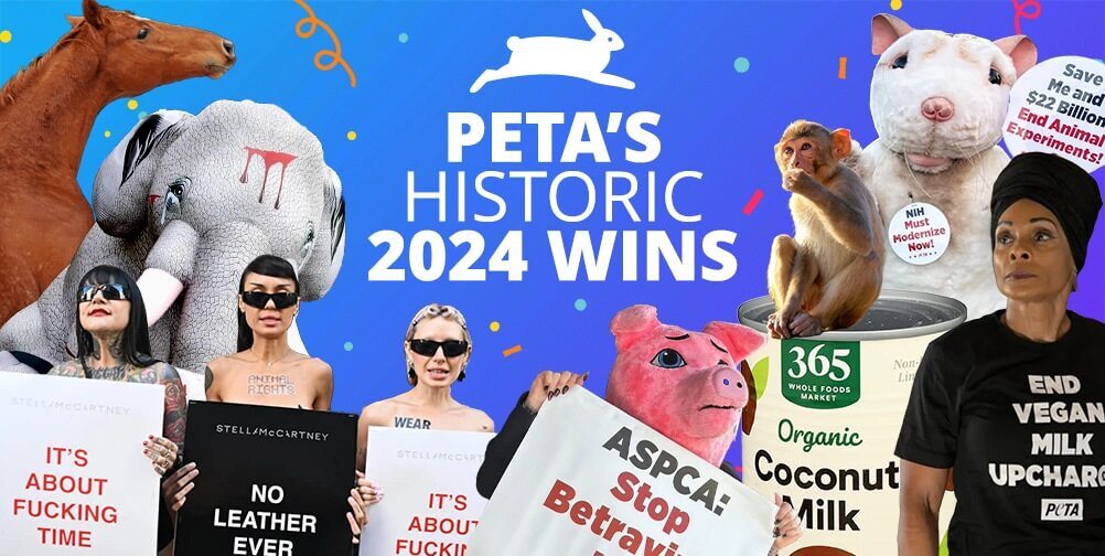 Watch PETA’s Top 2024 Wins | PETA