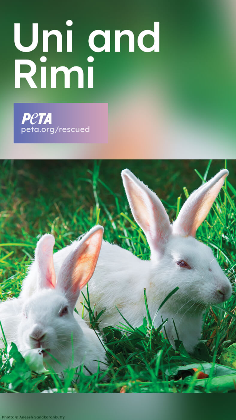 PETA's Investigations and Rescue Fund - Rescued - PETA Headlines