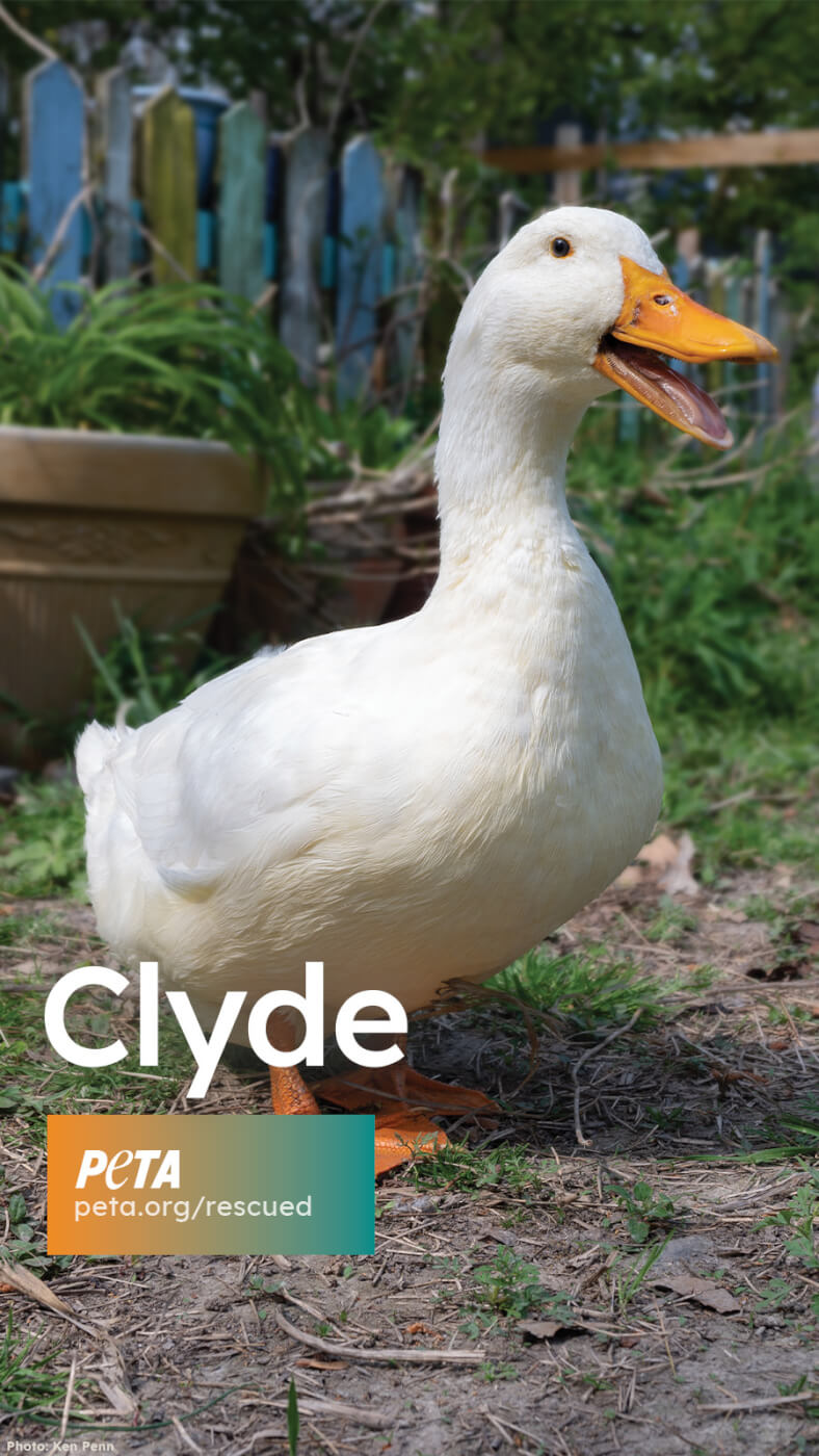 PETA's Investigations and Rescue Fund - Rescued - PETA Headlines