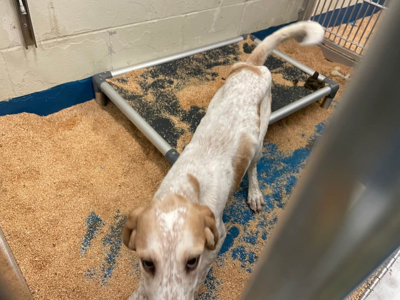 PETA Provides Shocking Glimpse at Animal Suffering at UMass Chan ...